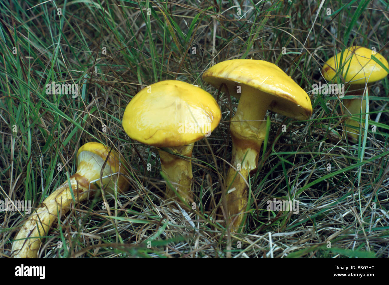 Larch Bolete (Suillus grevillei Stock Photo - Alamy