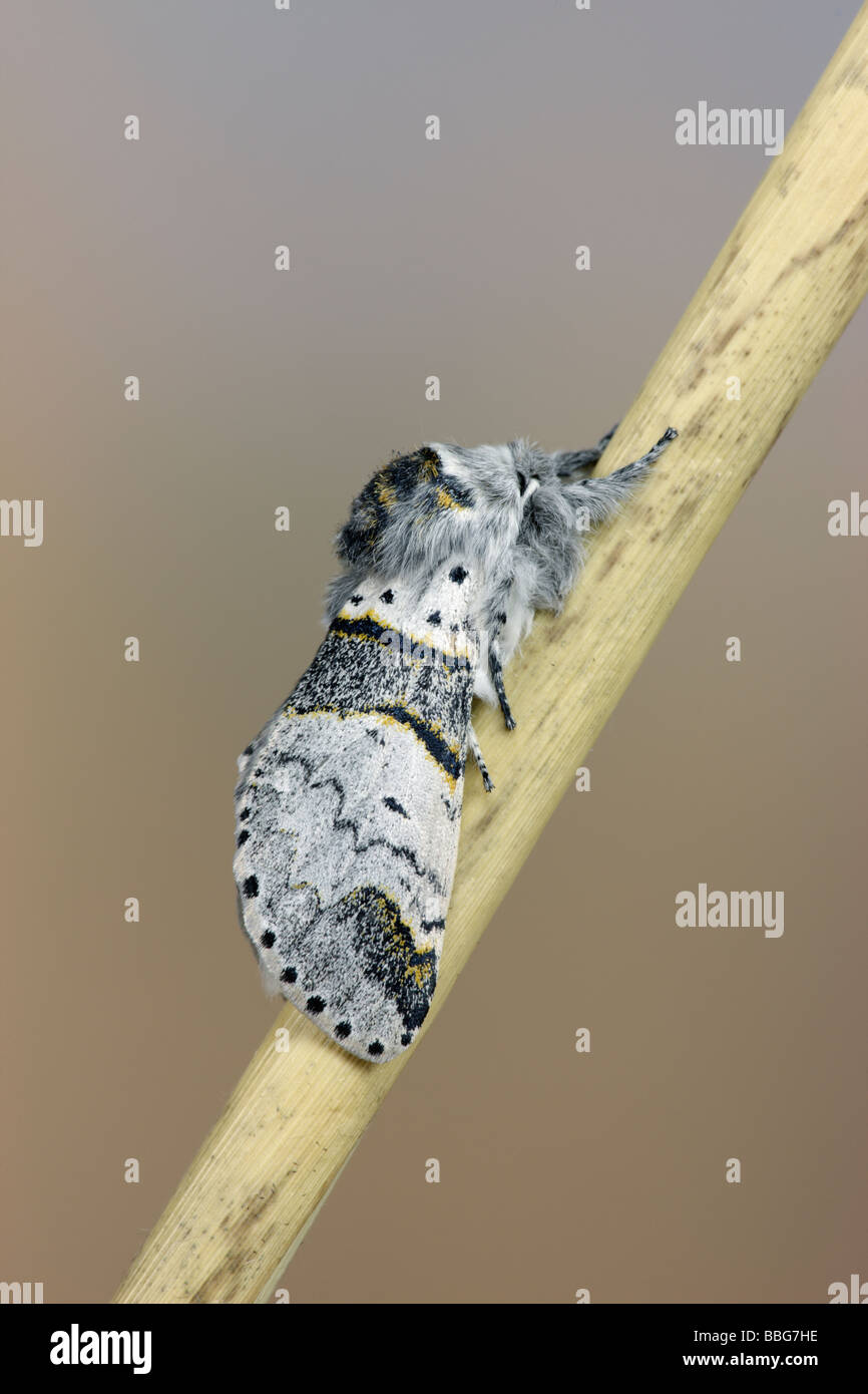 Furcula hi-res stock photography and images - Alamy