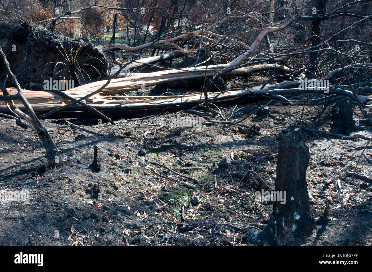 Devastation and fallen trees after a bushfire Stock Photo - Alamy