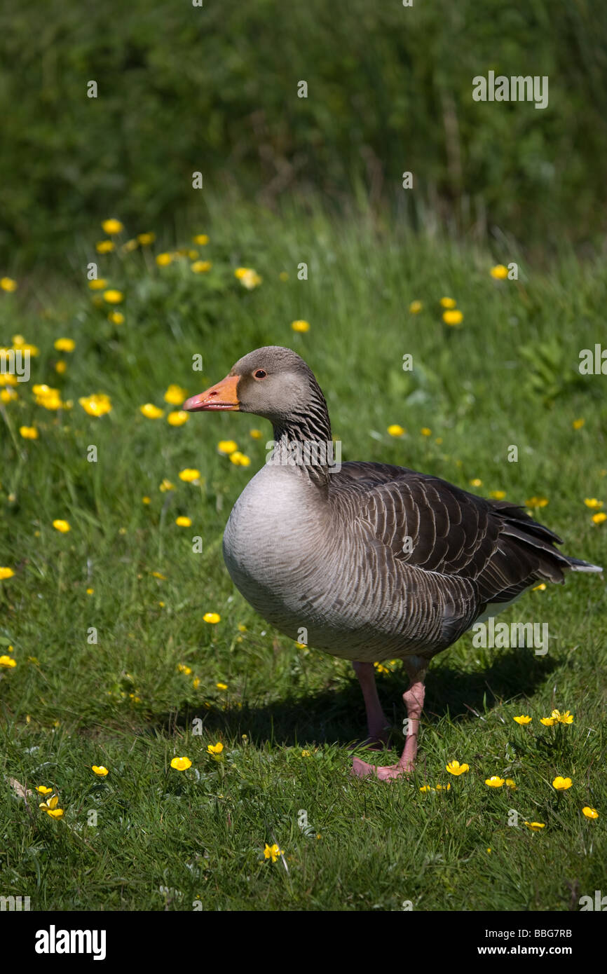 Greylag Goose (Anser anser) at the North Slob, Wexford, Ireland Stock ...