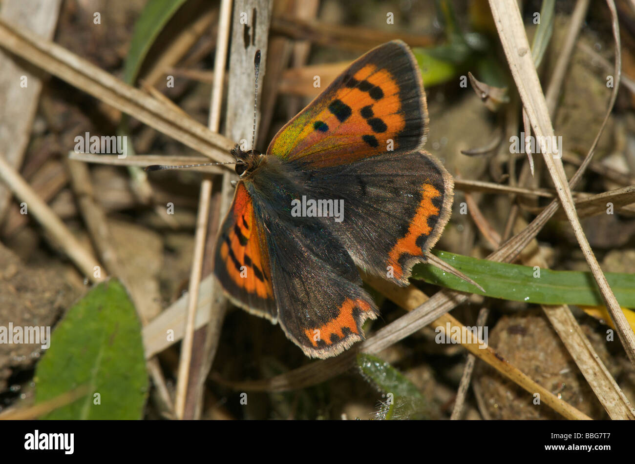 Small Copper male butterfly Stock Photo - Alamy