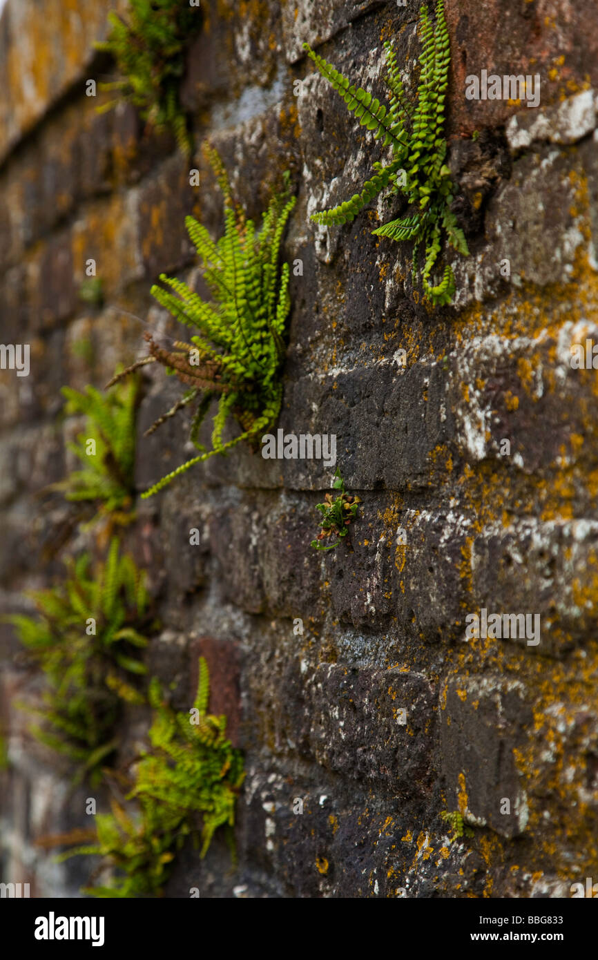 Ferns - Moat Wall, Redoubt Fort, Harwich Stock Photo - Alamy