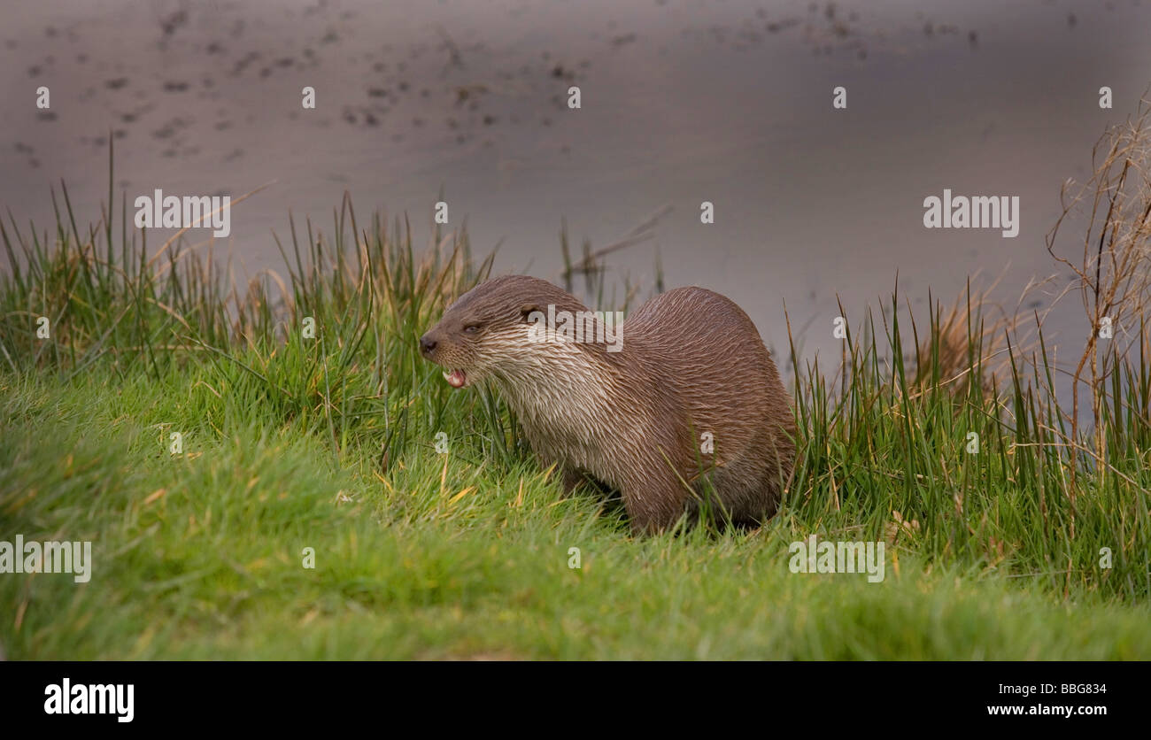 Cold at first ............ Otter later Stock Photo - Alamy