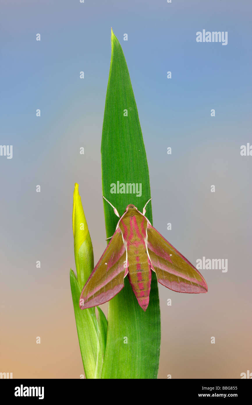 Elephant Hawk-moth Deilephila elpenor Water Iris Stock Photo - Alamy