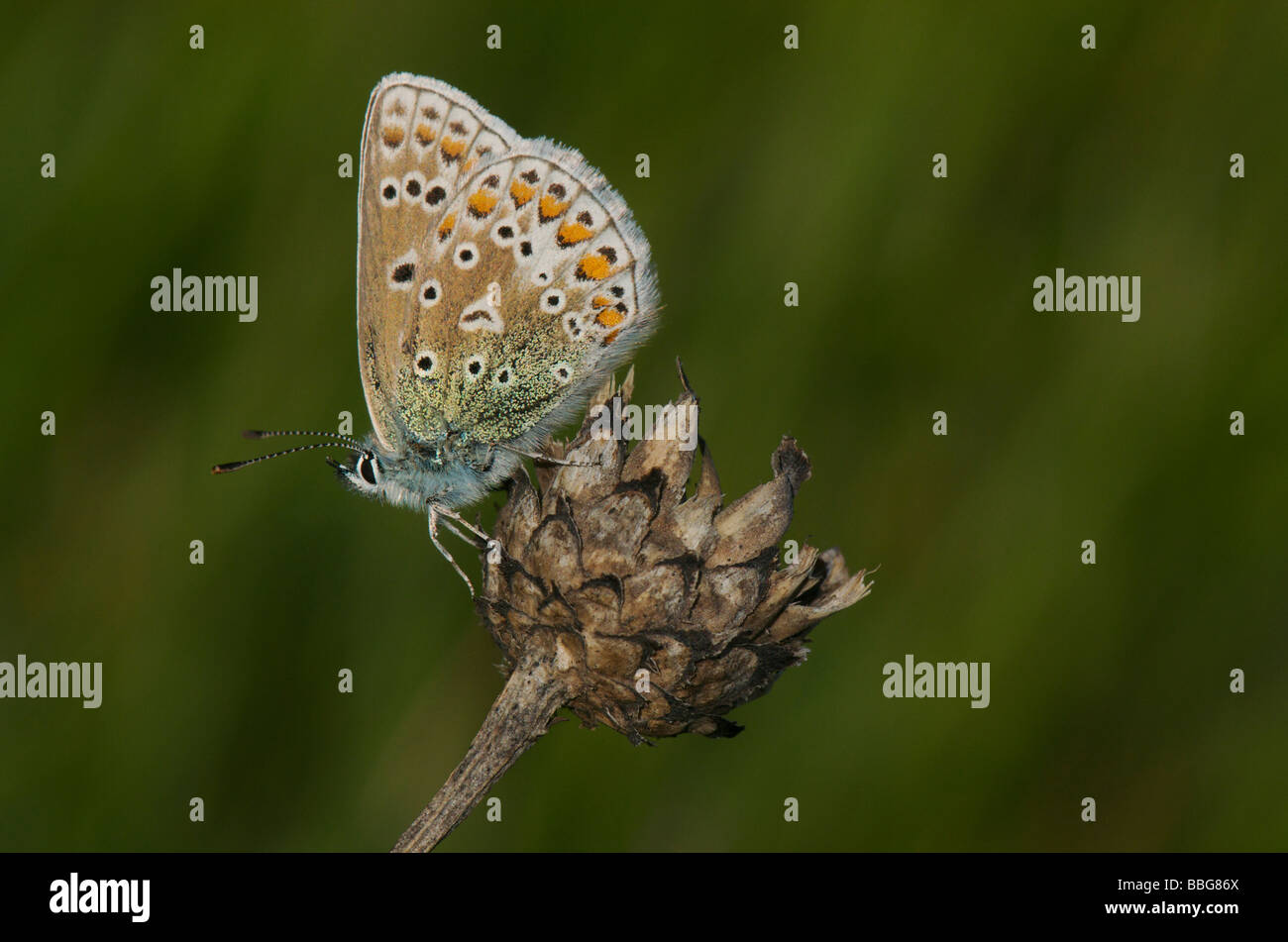 Common Blue Butterfly Stock Photo - Alamy