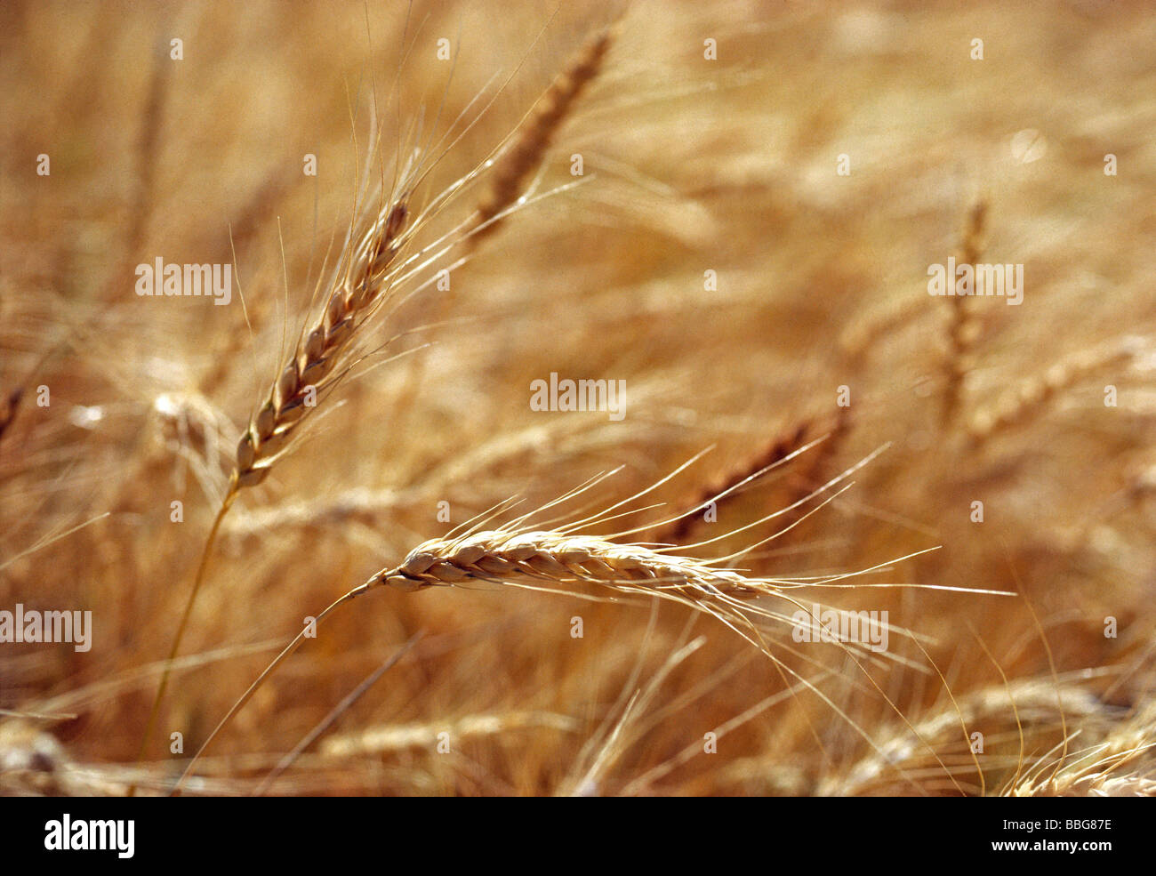 Golden ripe barley heads are ready for harvest in the Zanskar Valley of ...