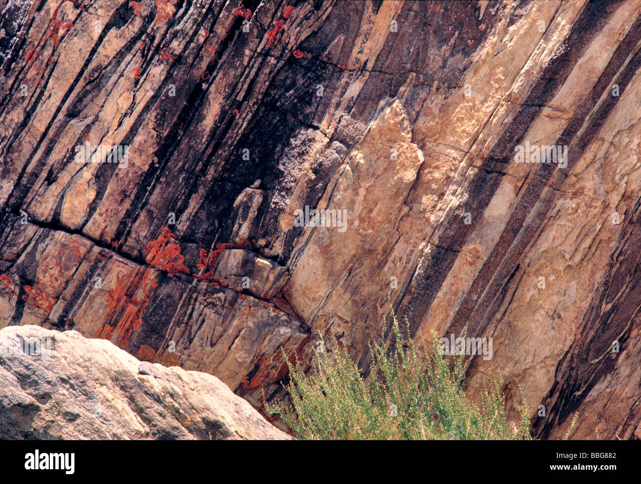 Lichen grows on rocks hi-res stock photography and images - Alamy
