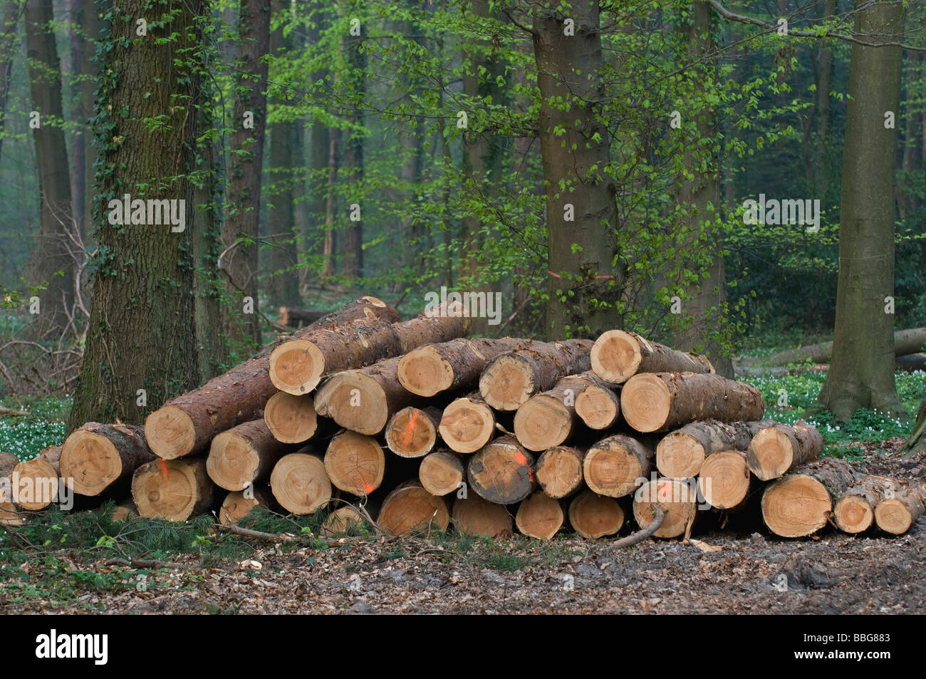 Freshly cut pine wood, red-marked trunks in the forest are available ...