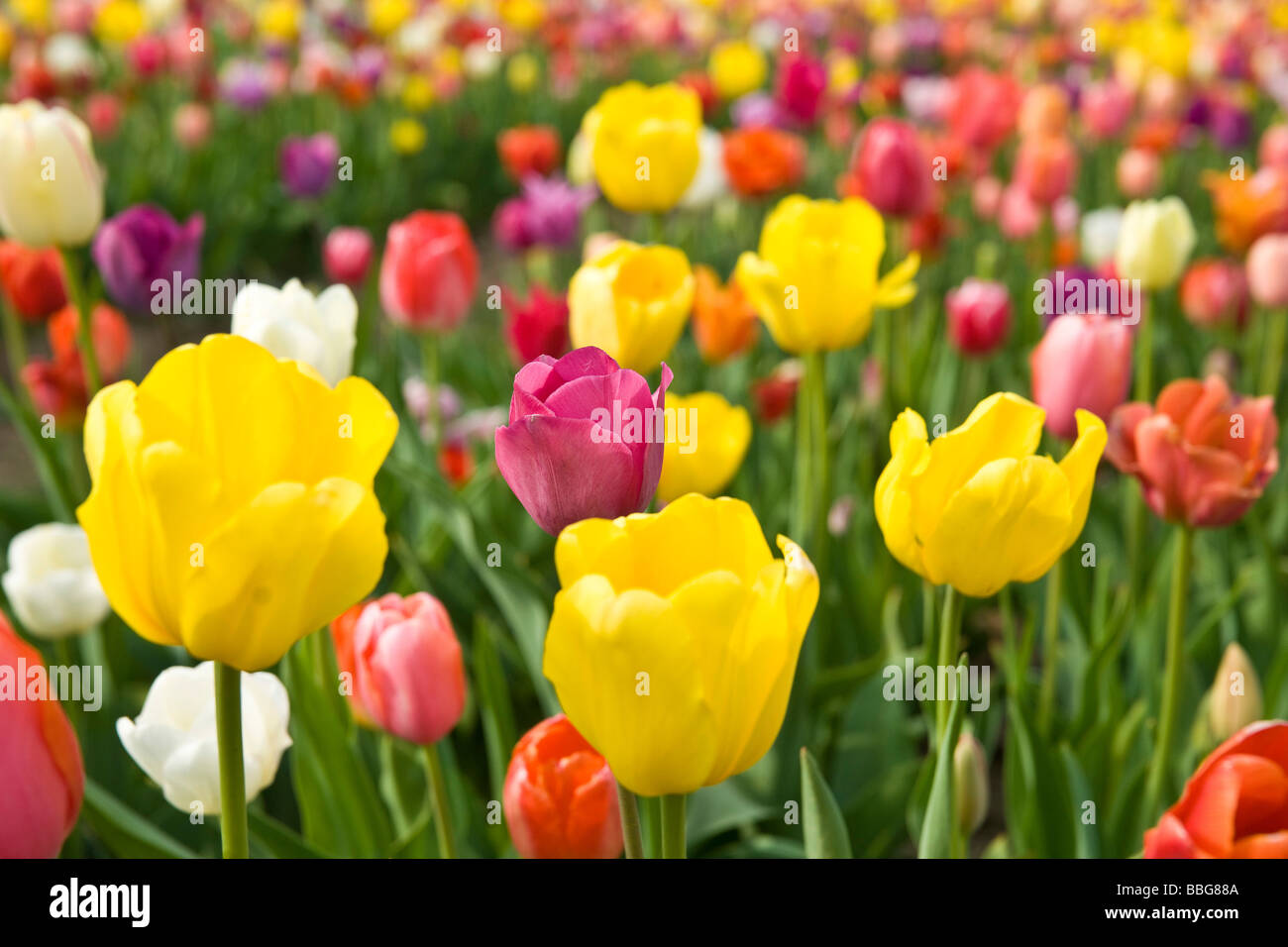 Tulip field (Tulipa Stock Photo - Alamy