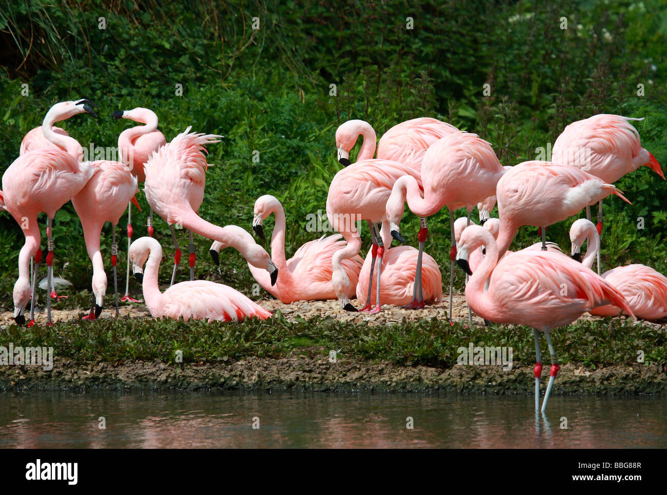 Flamingo gathering hi-res stock photography and images - Alamy
