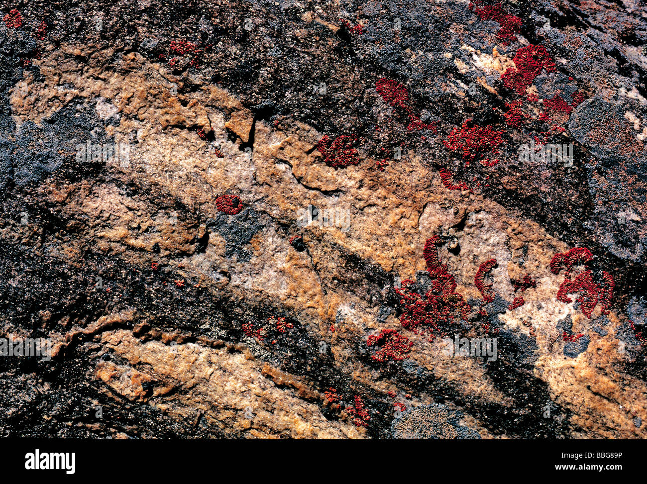 Lichen such as these in the Zanskar Valley in Ladakh India grow in ...