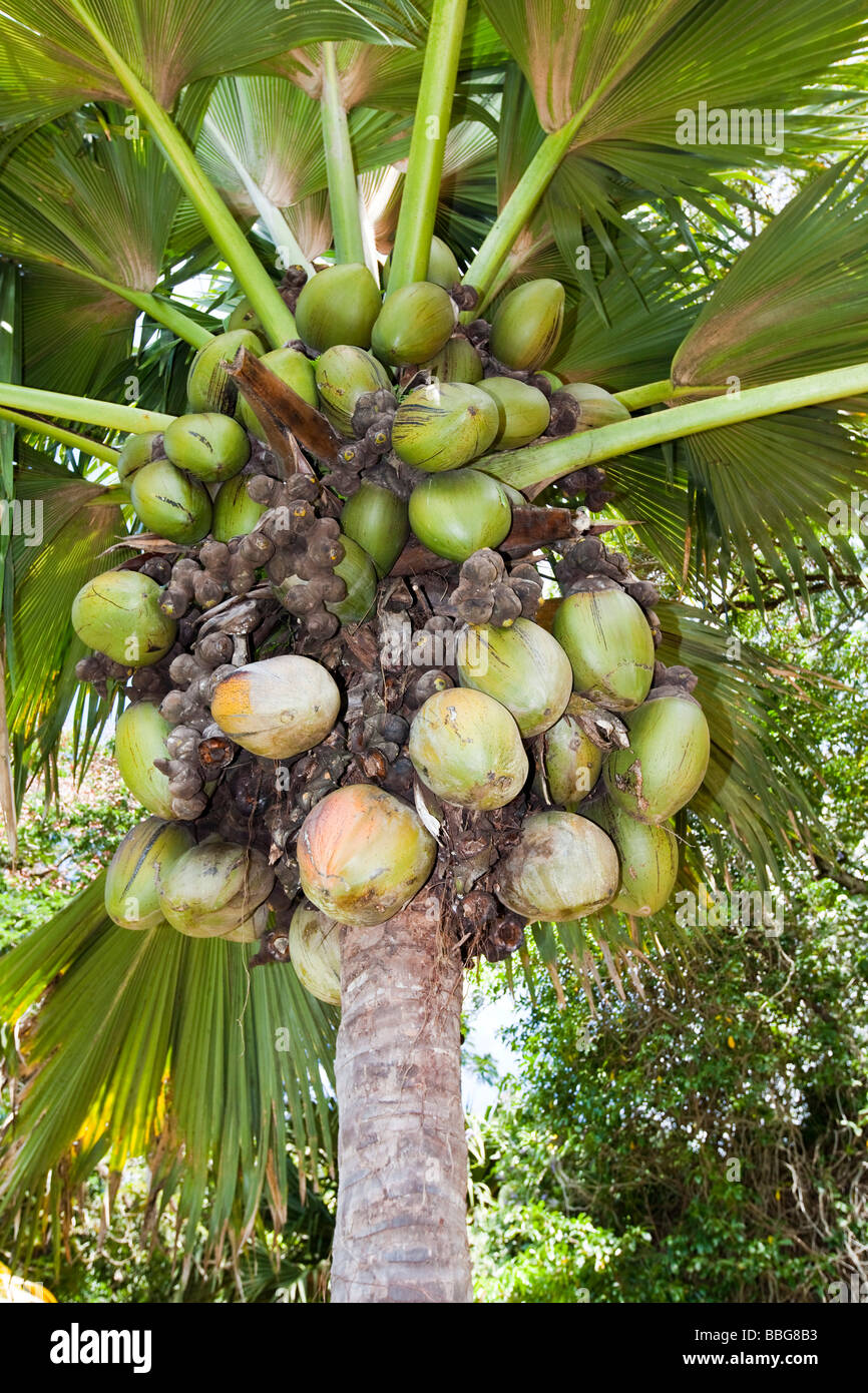 The endemic Coco de Mer in the Botanical Garden of Mahe at Mont Fleuri ...