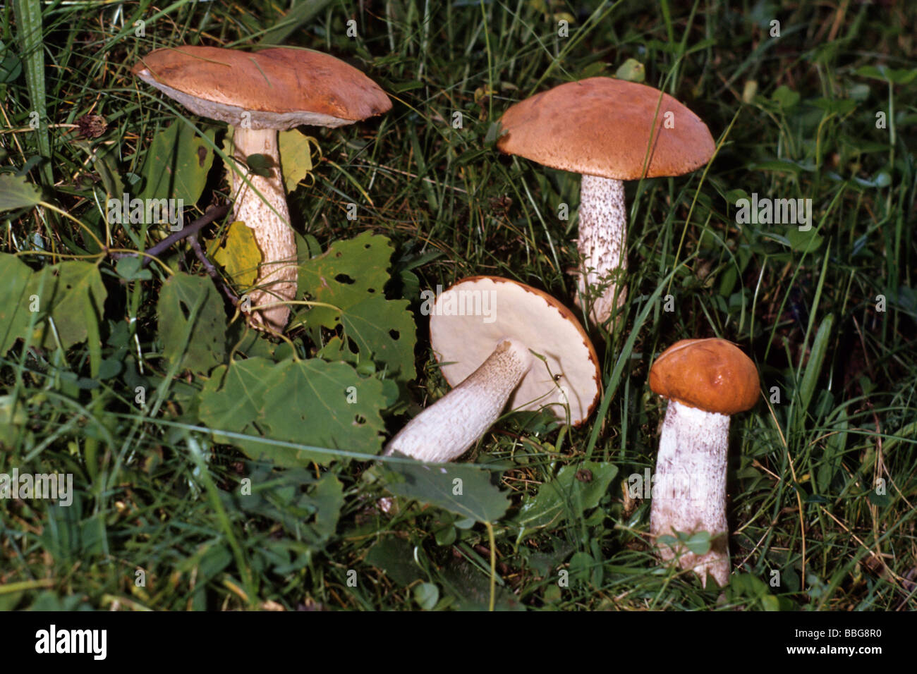 Red capped scaber stalk hi-res stock photography and images - Alamy