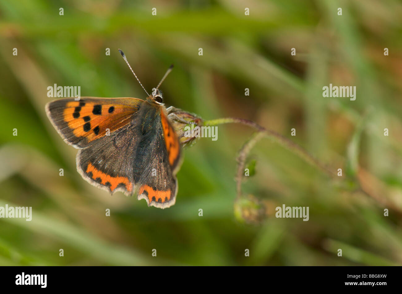 Uk butterflies small copper lycaena hi-res stock photography and images ...