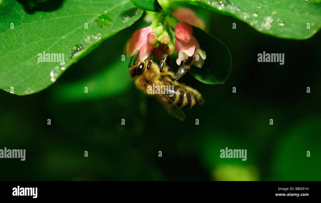 Honey bee Collecting Pollen from Flower Stock Photo - Alamy