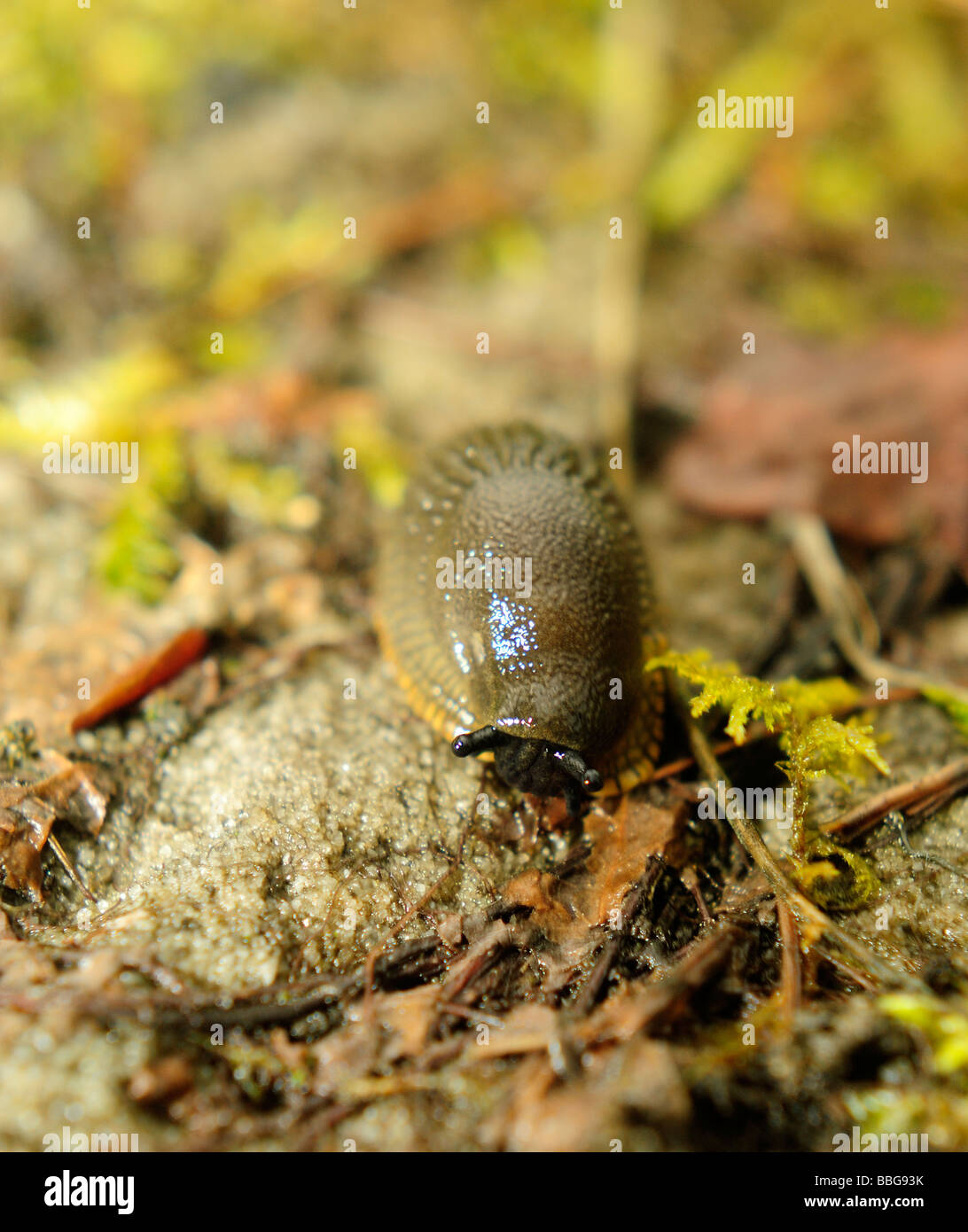 Slug Close up Garden Europe Stock Photo - Alamy