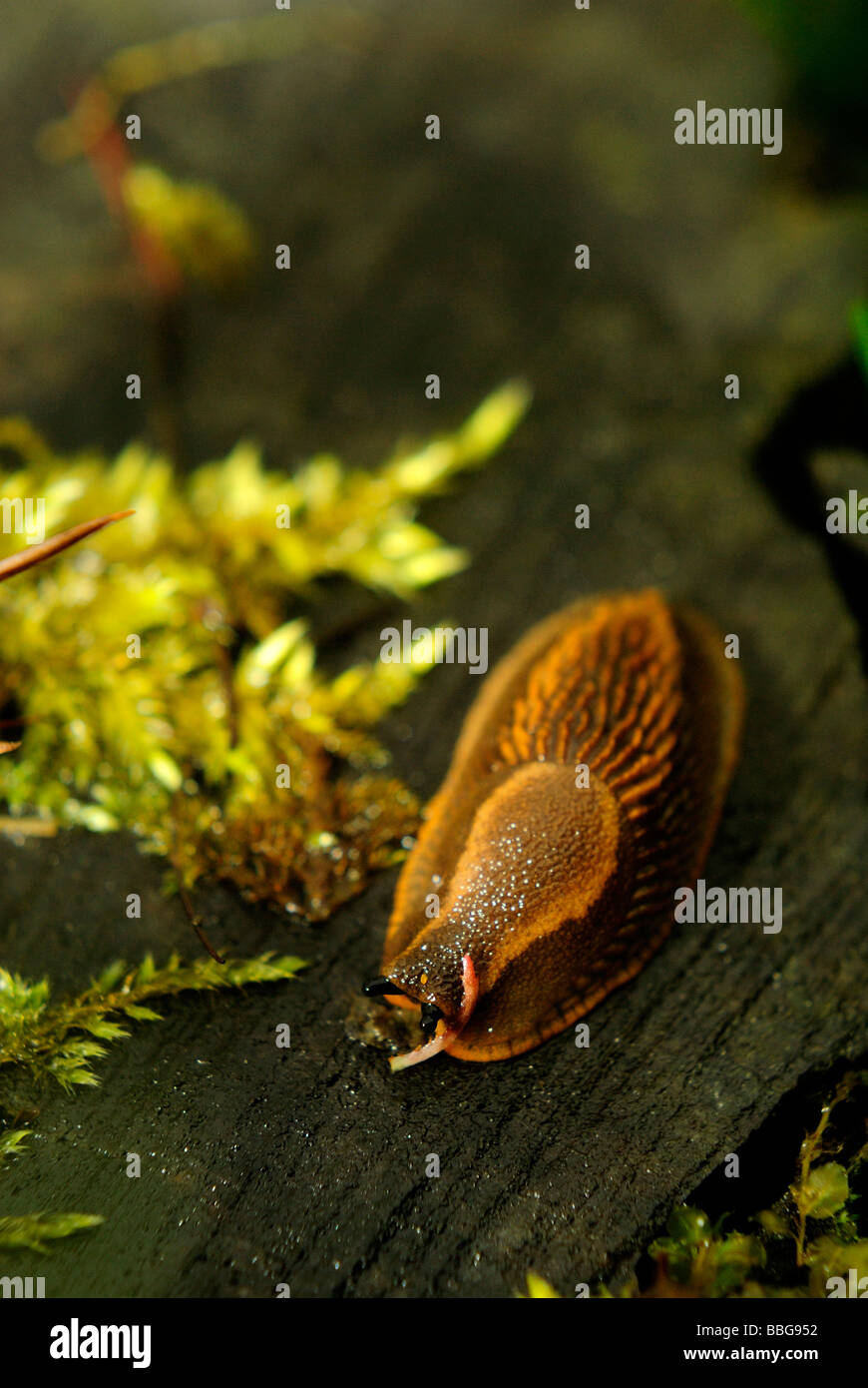 Slug Close up Garden Europe Stock Photo - Alamy