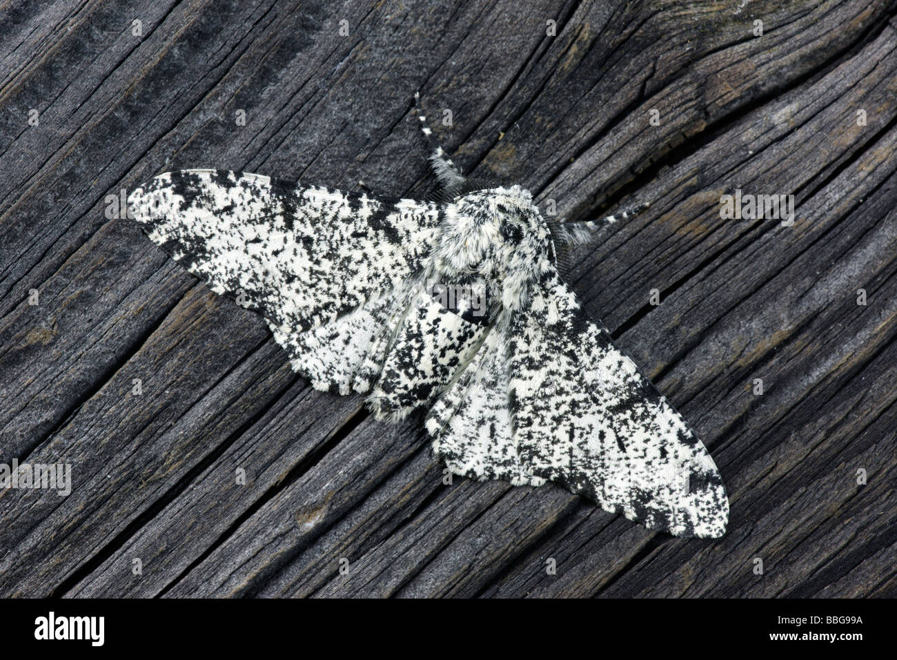 Peppered Moth Biston betularia Stock Photo - Alamy