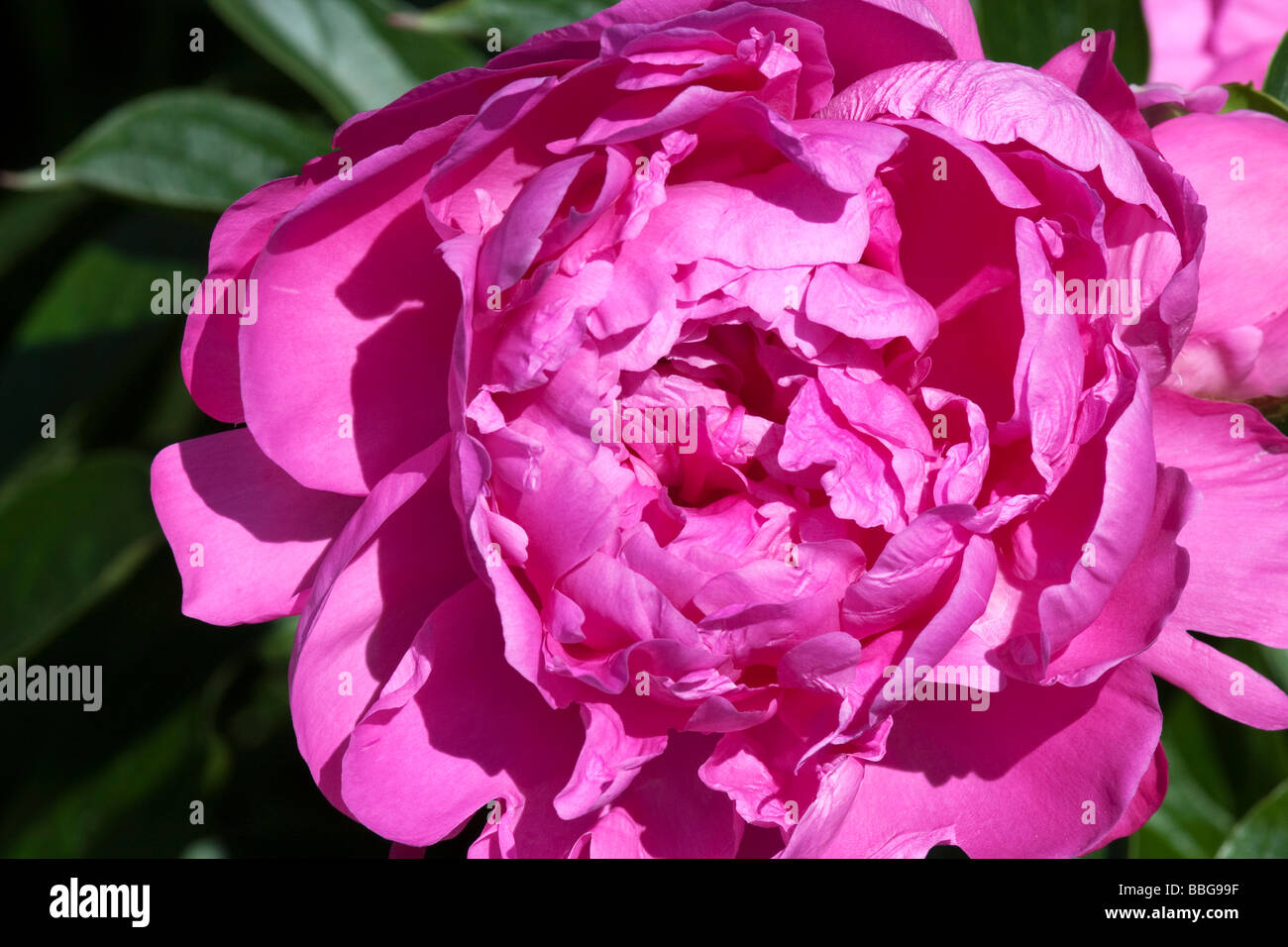 Large peony hi-res stock photography and images - Alamy
