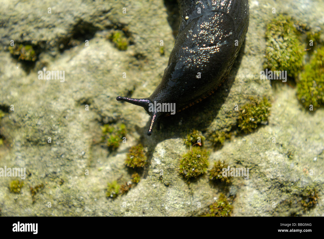 Slug Close up Garden Europe Stock Photo - Alamy