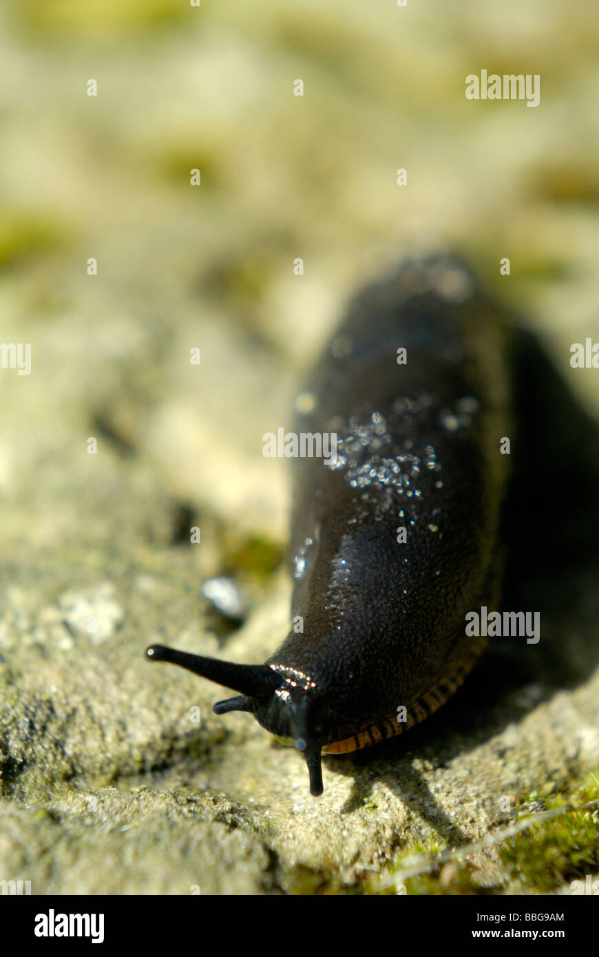 Slug Close up Garden Europe Stock Photo - Alamy