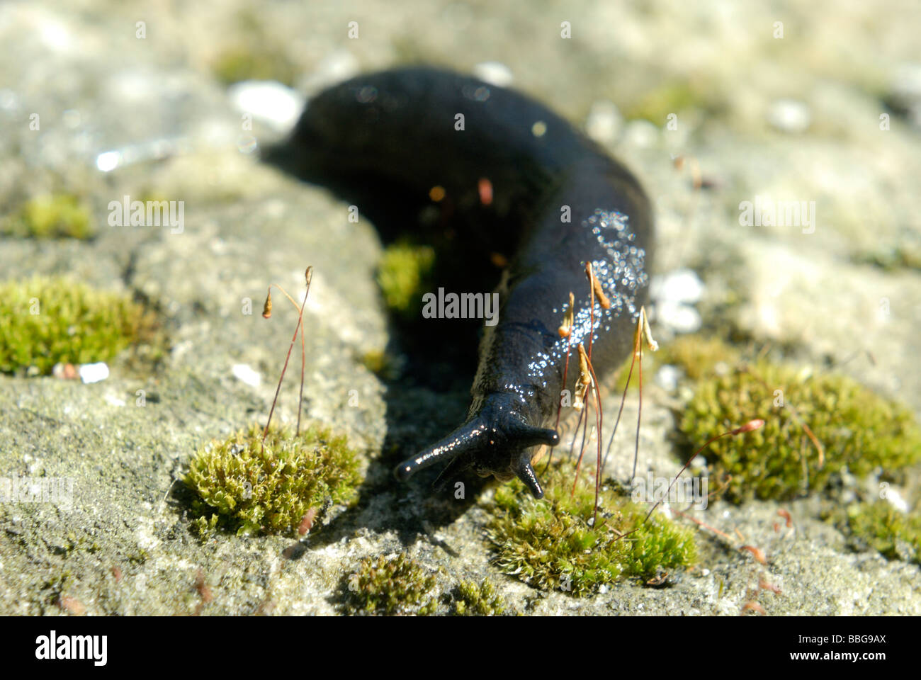 Slug Close up Garden Europe Stock Photo - Alamy