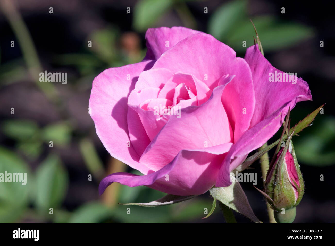 Floribunda rose summer hi-res stock photography and images - Alamy