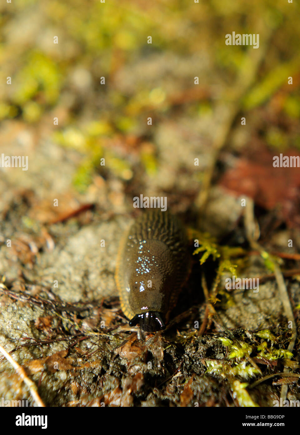 Slug Close up Garden Europe Stock Photo - Alamy