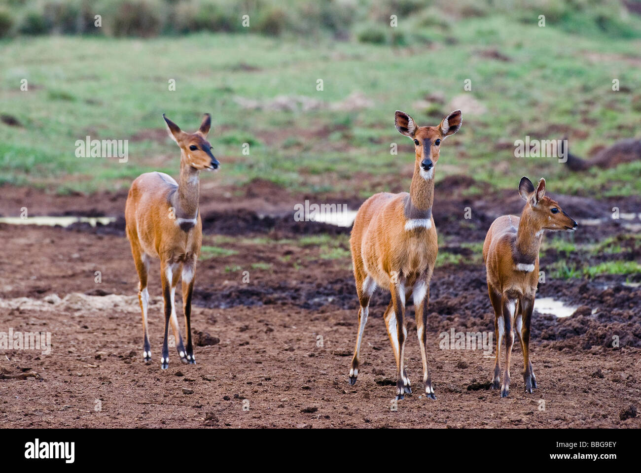 female Bushbuck Tragelaphus scriptus THE ARK ABERDARE NATIONAL PARK ...