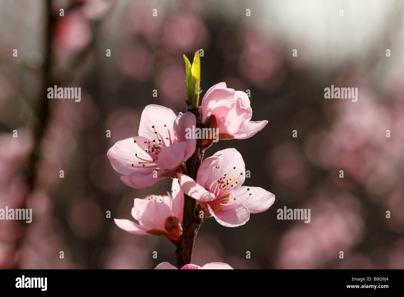 Flowers of peach, peach tree (Prunus persica), La Palma, Canary Islands ...