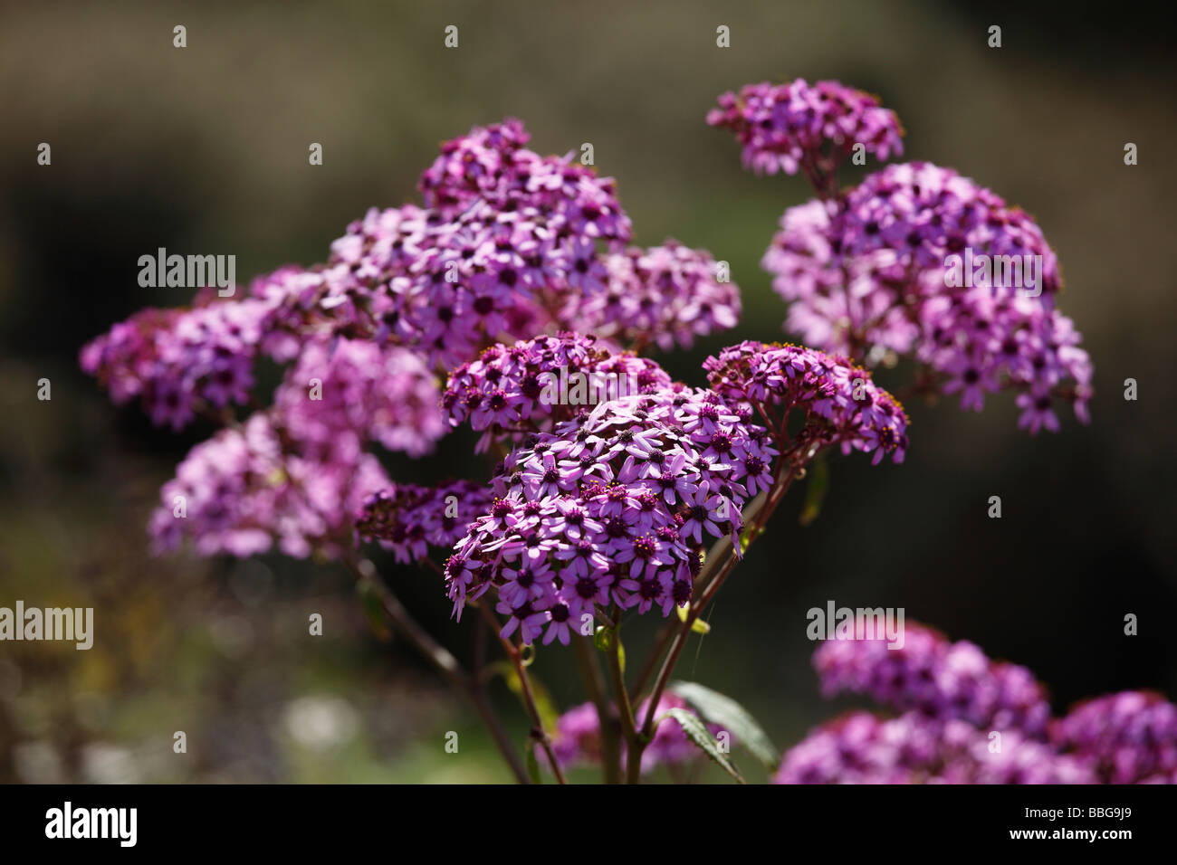 Pericallis papyracea (Pericallis papyracea), endemic to La Palma ...