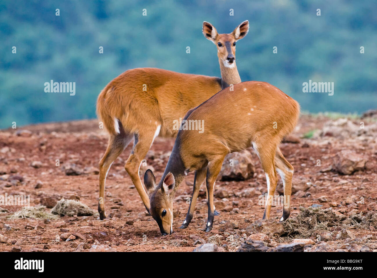 female Bushbuck Tragelaphus scriptus THE ARK ABERDARE NATIONAL PARK ...