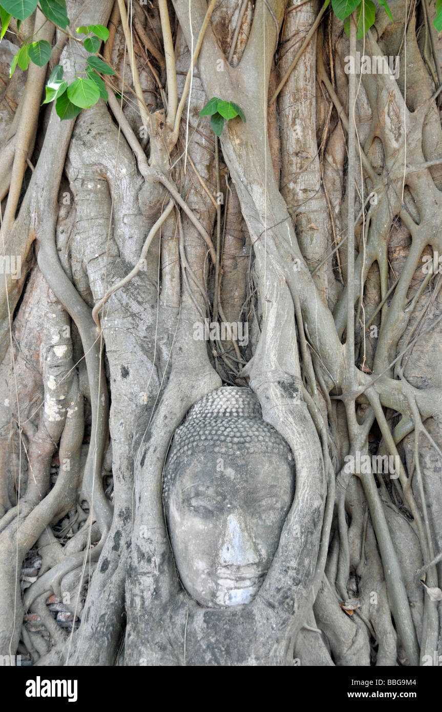 Sandstone head of a Buddha statue, overgrown by the roots of a Bodhi ...