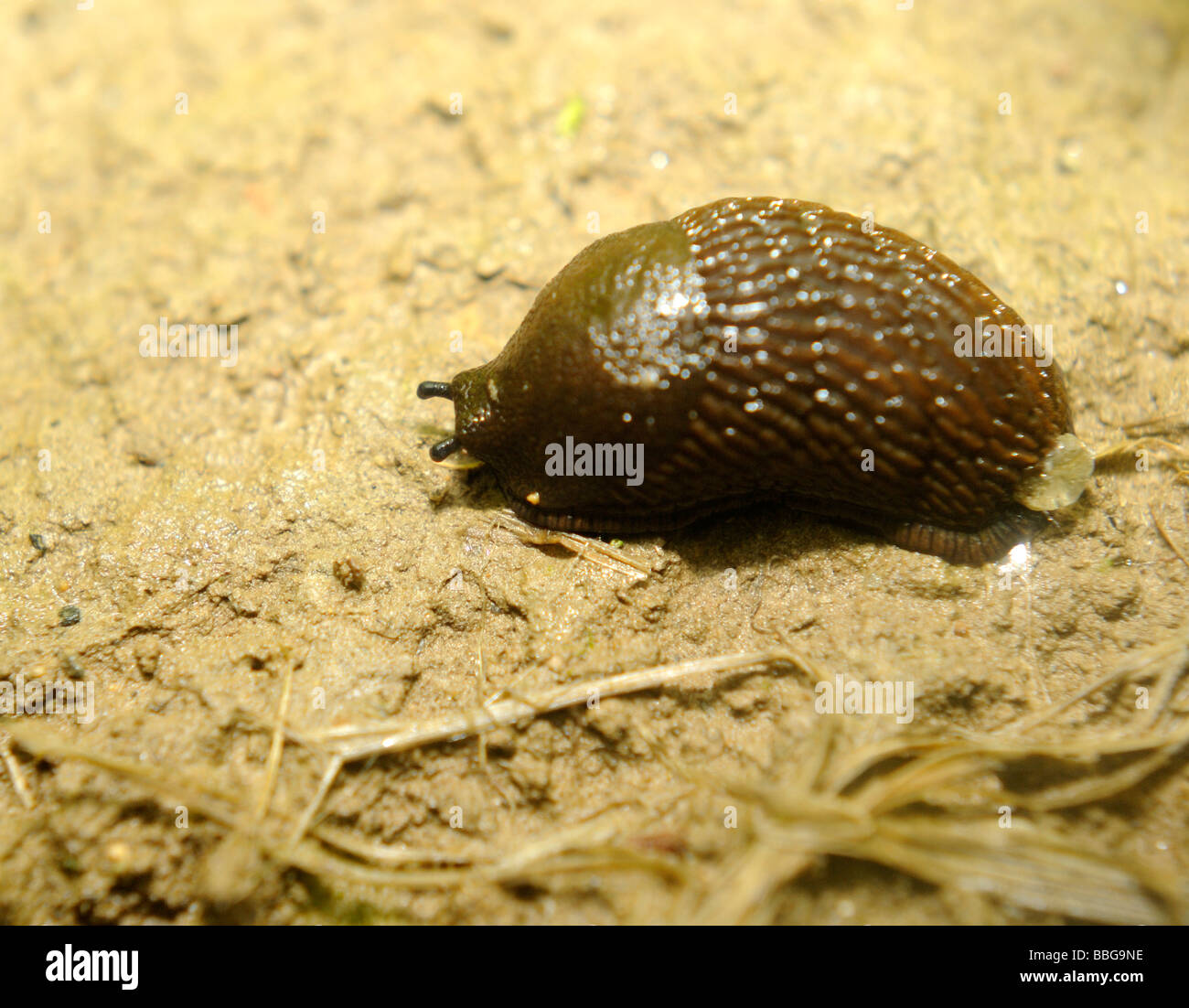 Slug Close up Garden Europe Stock Photo - Alamy