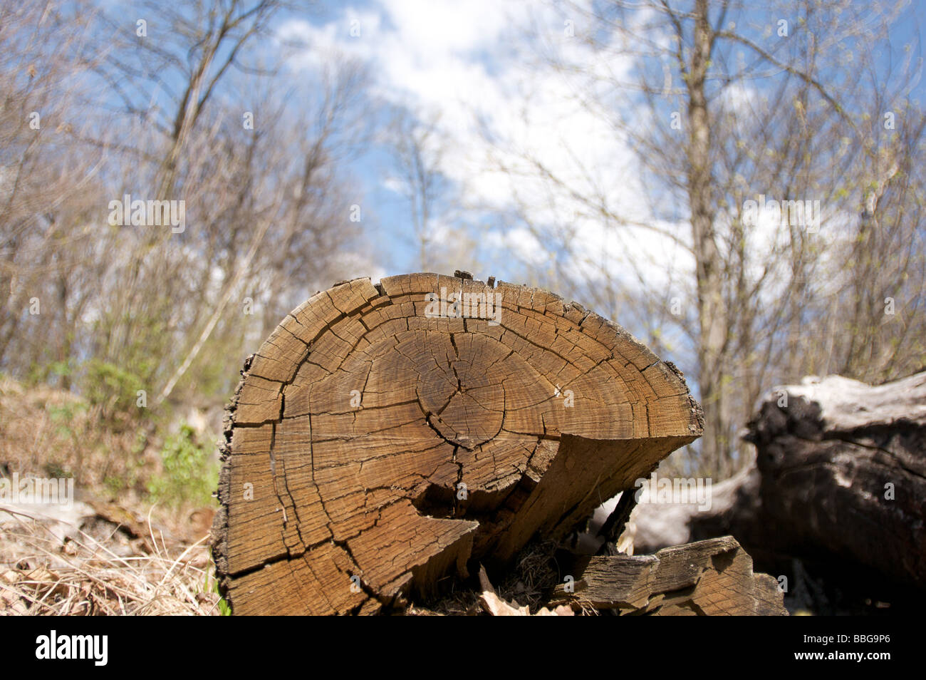 Tree bleed hi-res stock photography and images - Alamy