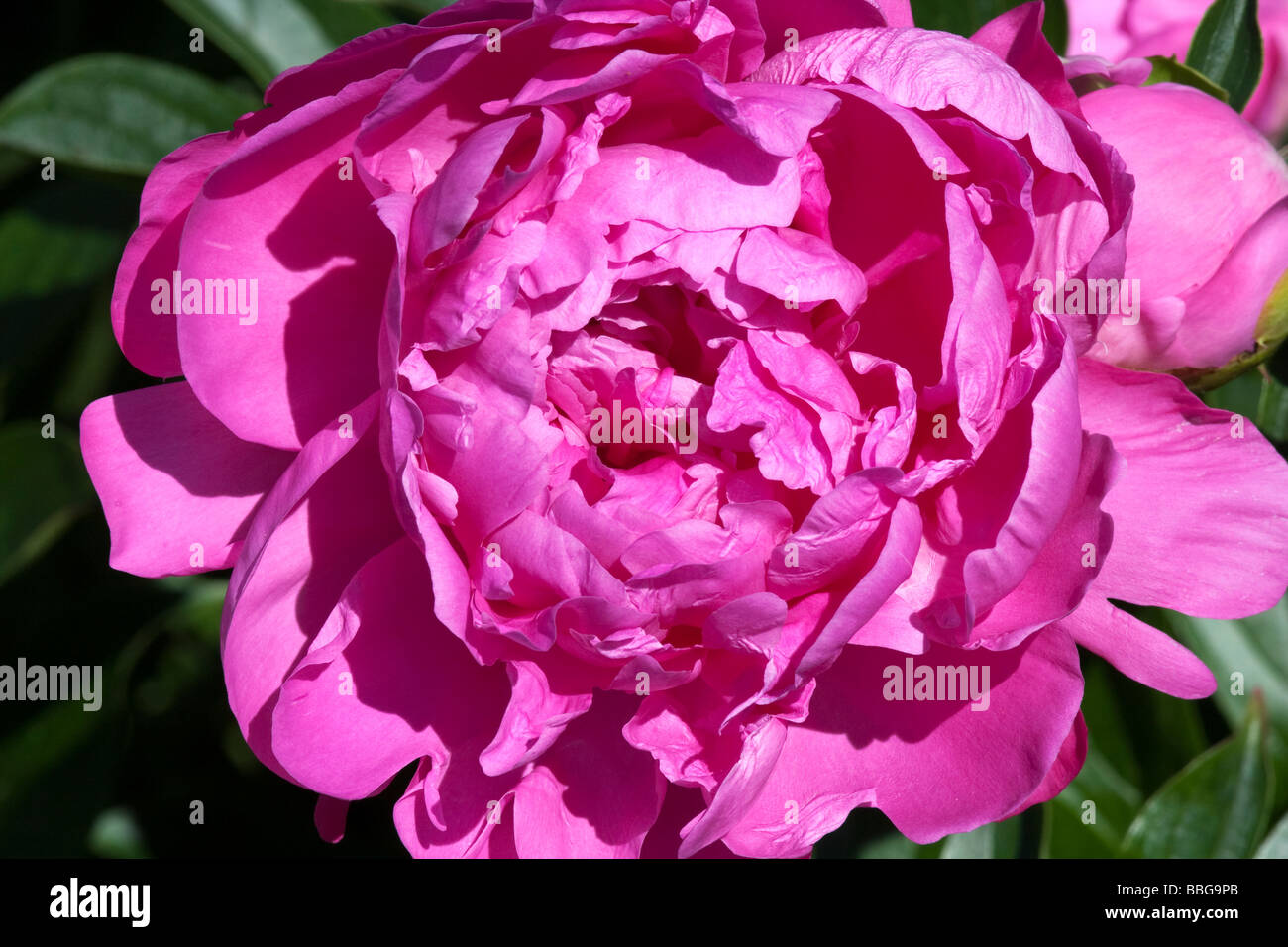 Big open flower hi-res stock photography and images - Alamy