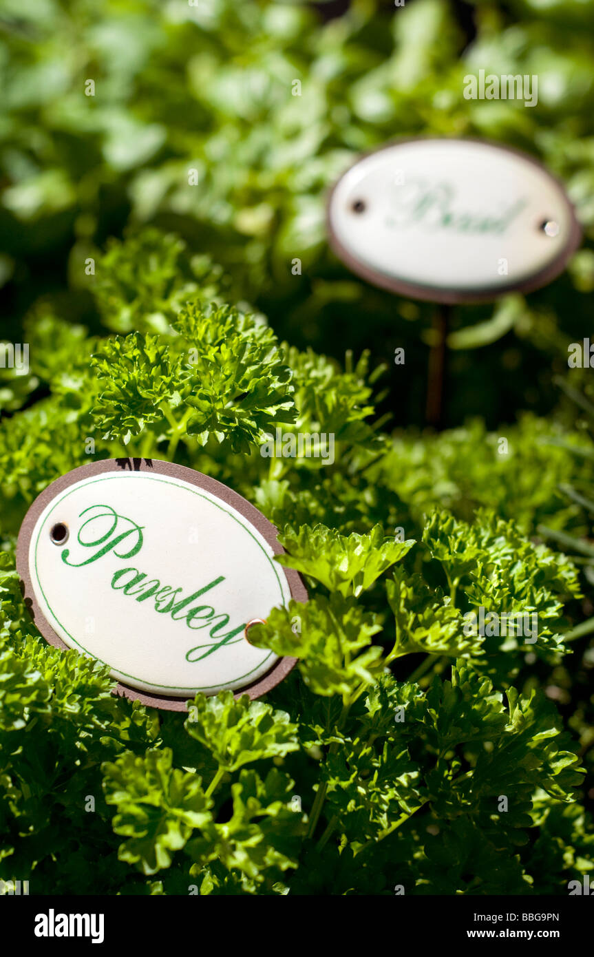 Herb seasoning cooking parsley hi-res stock photography and images - Alamy