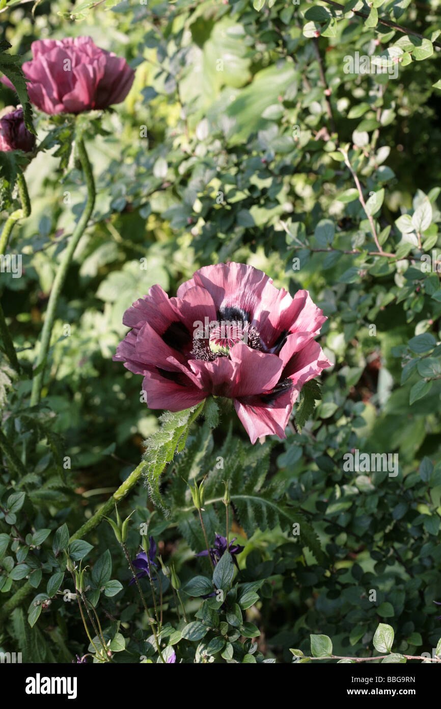 Purple Poppy in a garden Cheshire England Stock Photo - Alamy