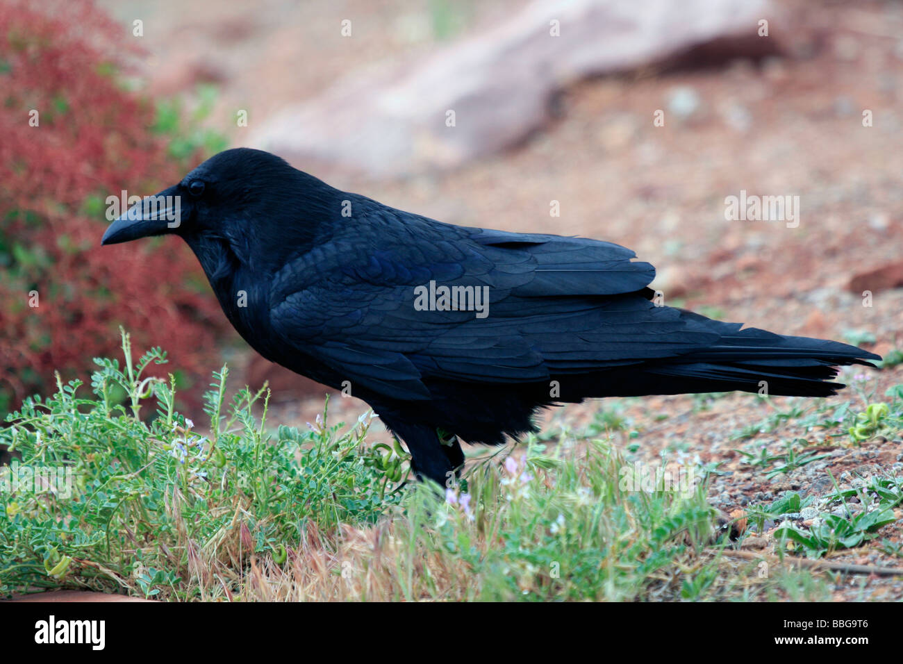 Raven rock hi-res stock photography and images - Alamy