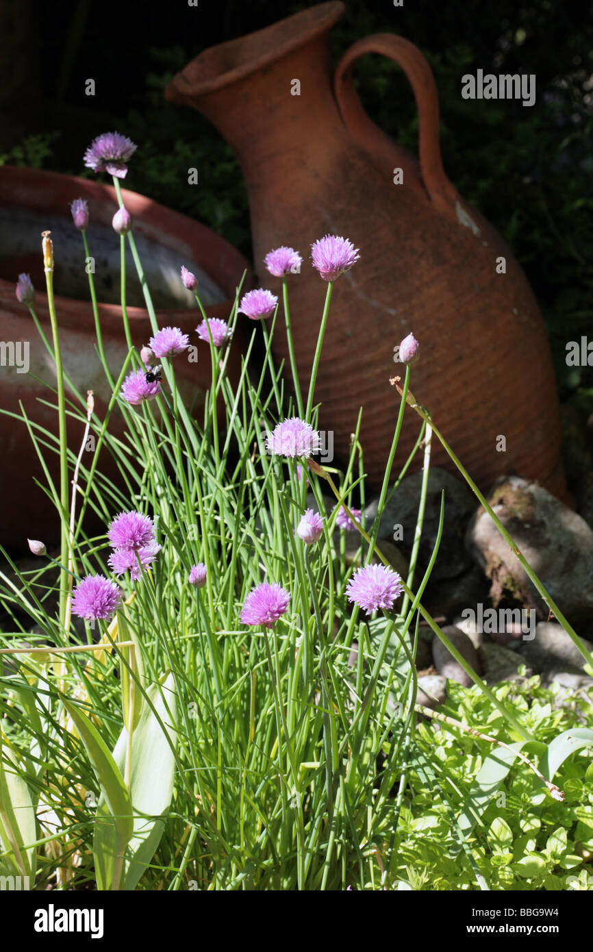 British chives hi-res stock photography and images - Alamy