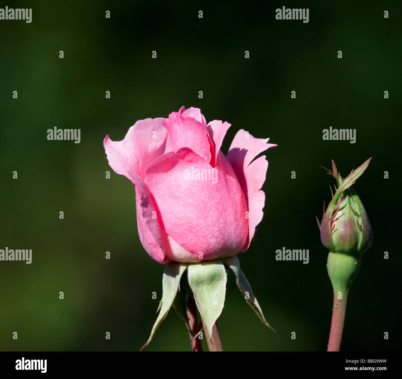 Queen Elizabeth Grandiflora Rose Care at Justin Northcote blog