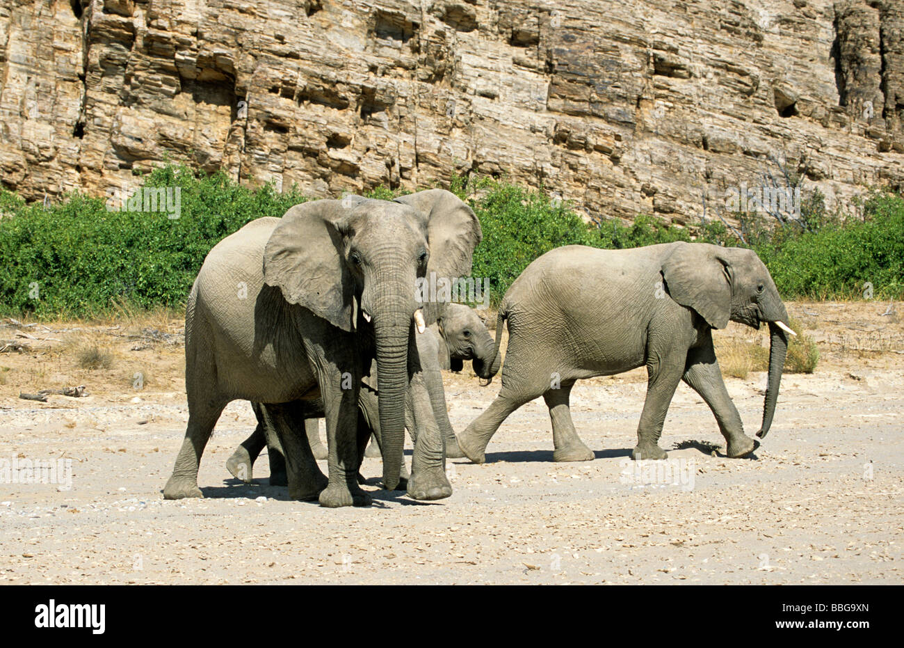 Bush family photos hi-res stock photography and images - Alamy