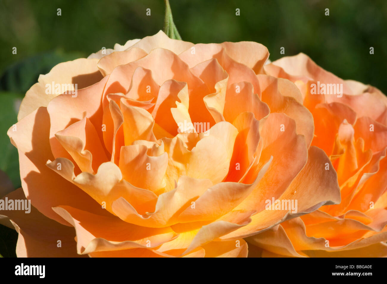 Honey perfume rose yellow hi-res stock photography and images - Alamy