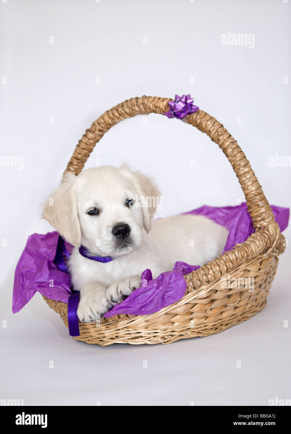 Week old golden retriever pup hi-res stock photography and images - Alamy