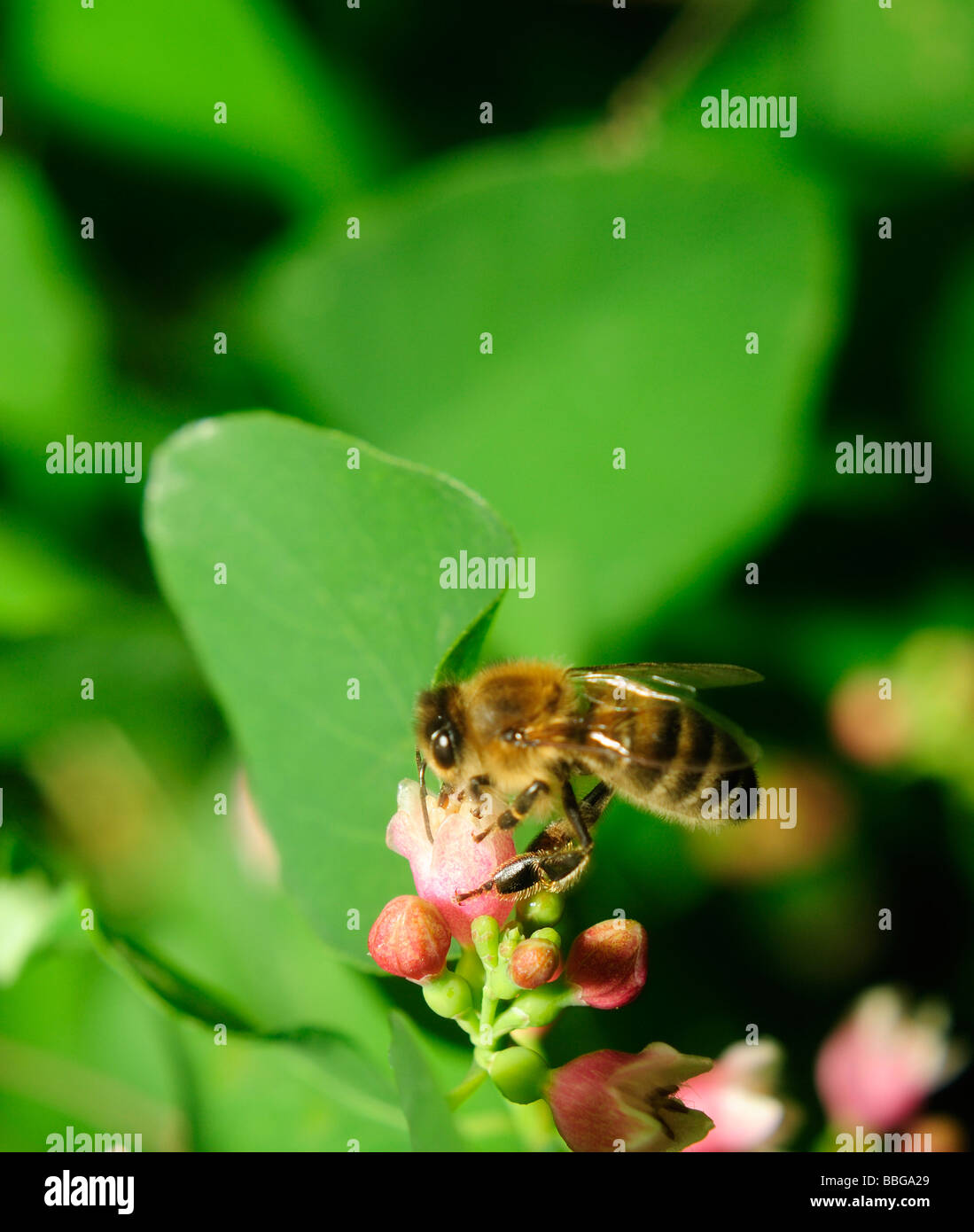Honey bee Collecting Pollen from Flower Stock Photo - Alamy