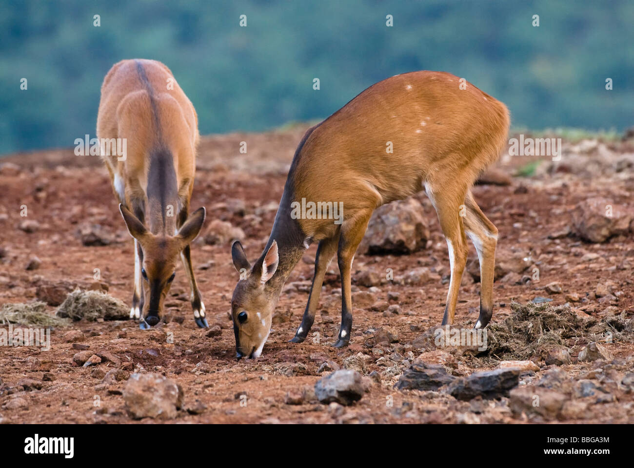 female Bushbuck Tragelaphus scriptus THE ARK ABERDARE NATIONAL PARK ...