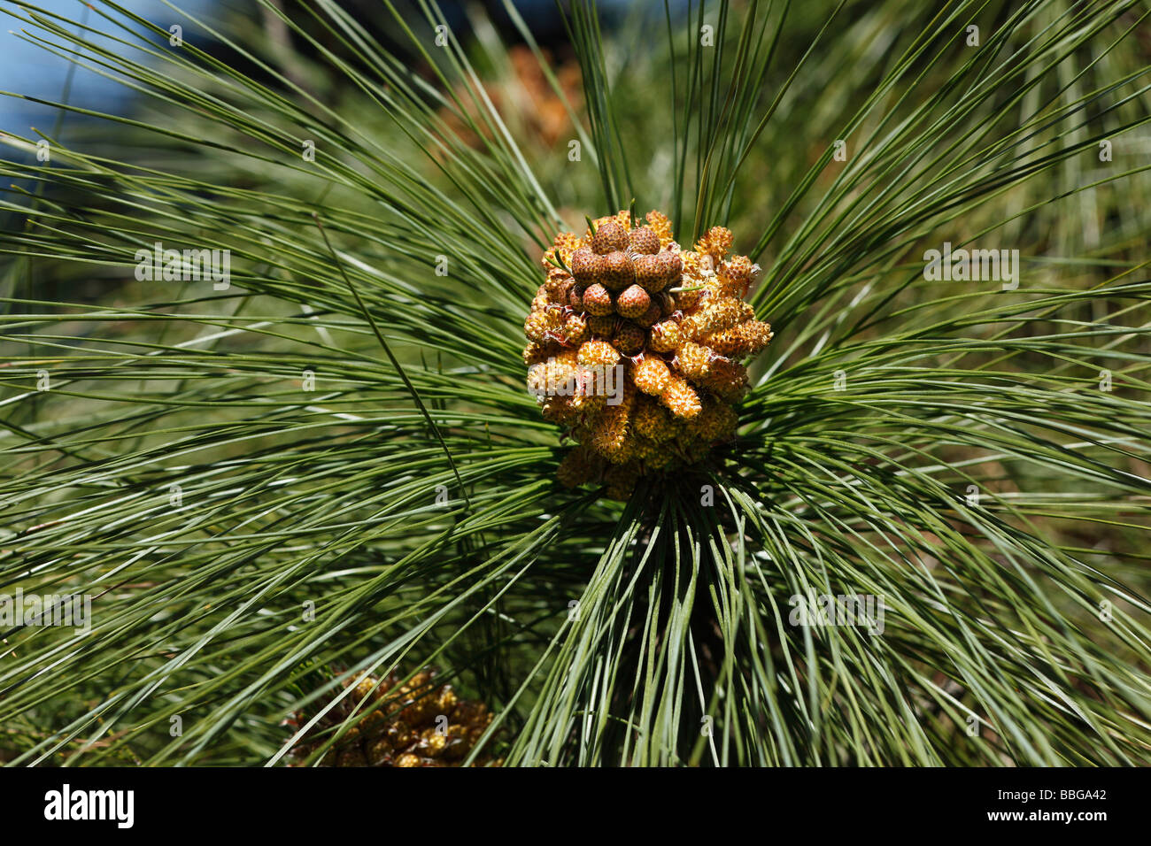 Bloom of the Canary pine (Pinus canariensis), La Palma, Canary Islands ...