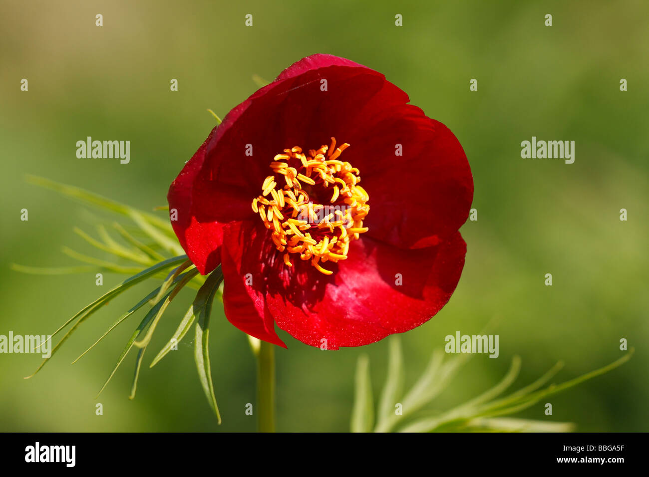Flowering fern leaf peony, fern-leaf paeony (Paeonia tenuifolia Stock ...