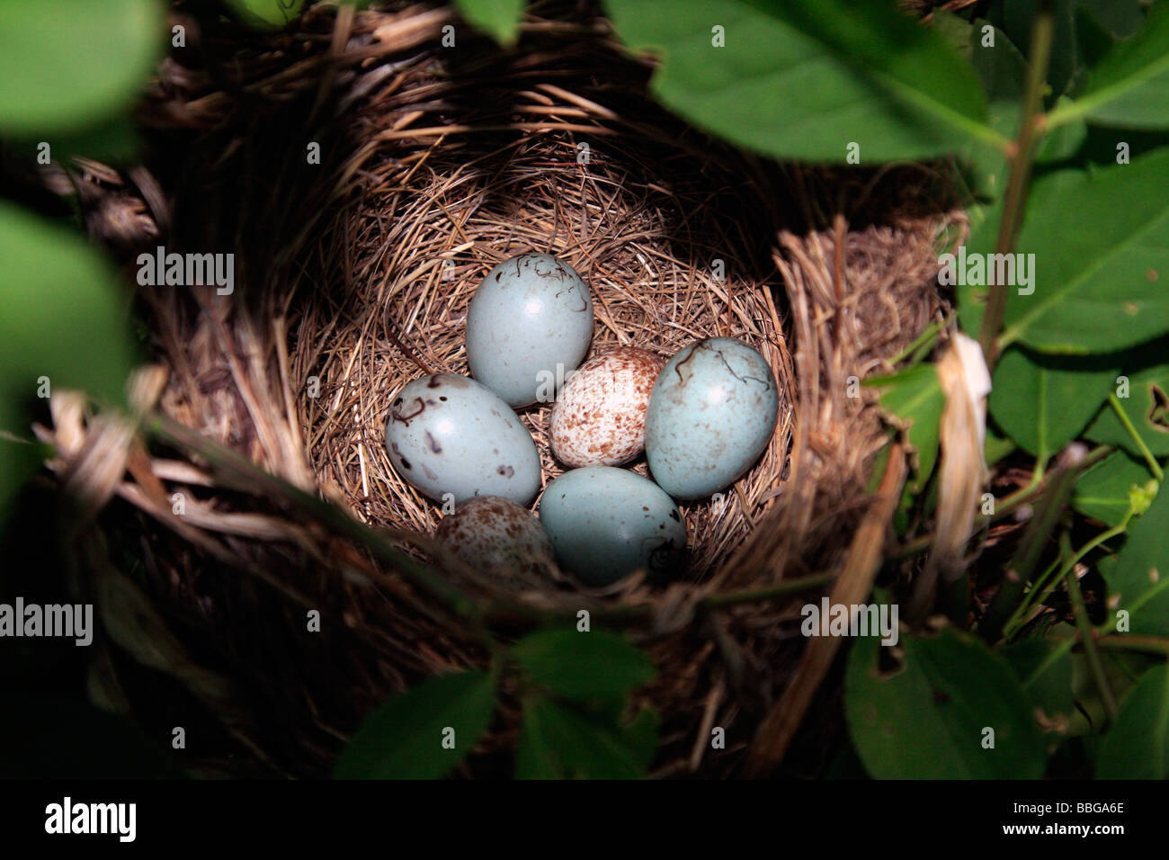 Cowbird Eggs In Cardinal Nest