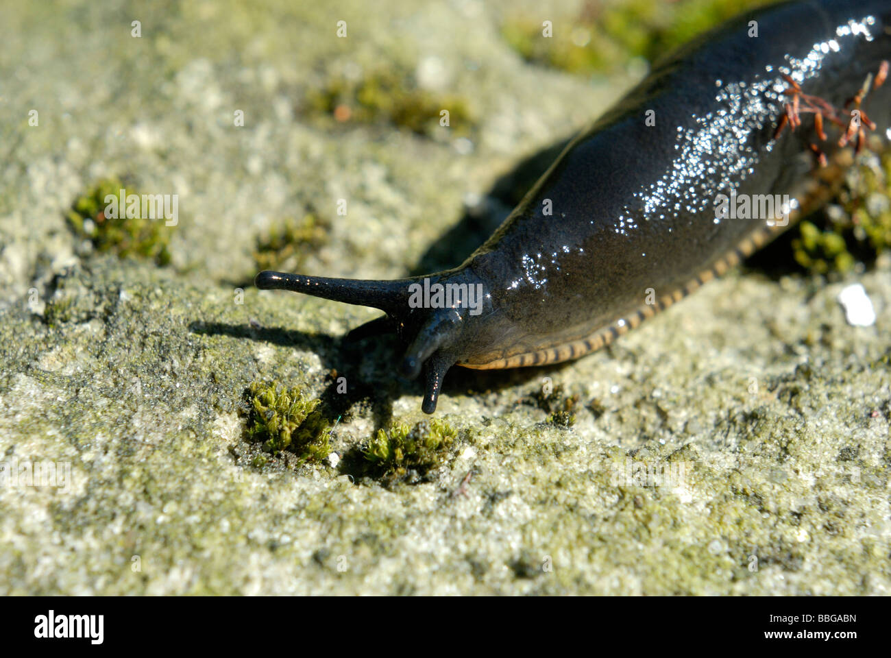 Europe close up hi-res stock photography and images - Alamy